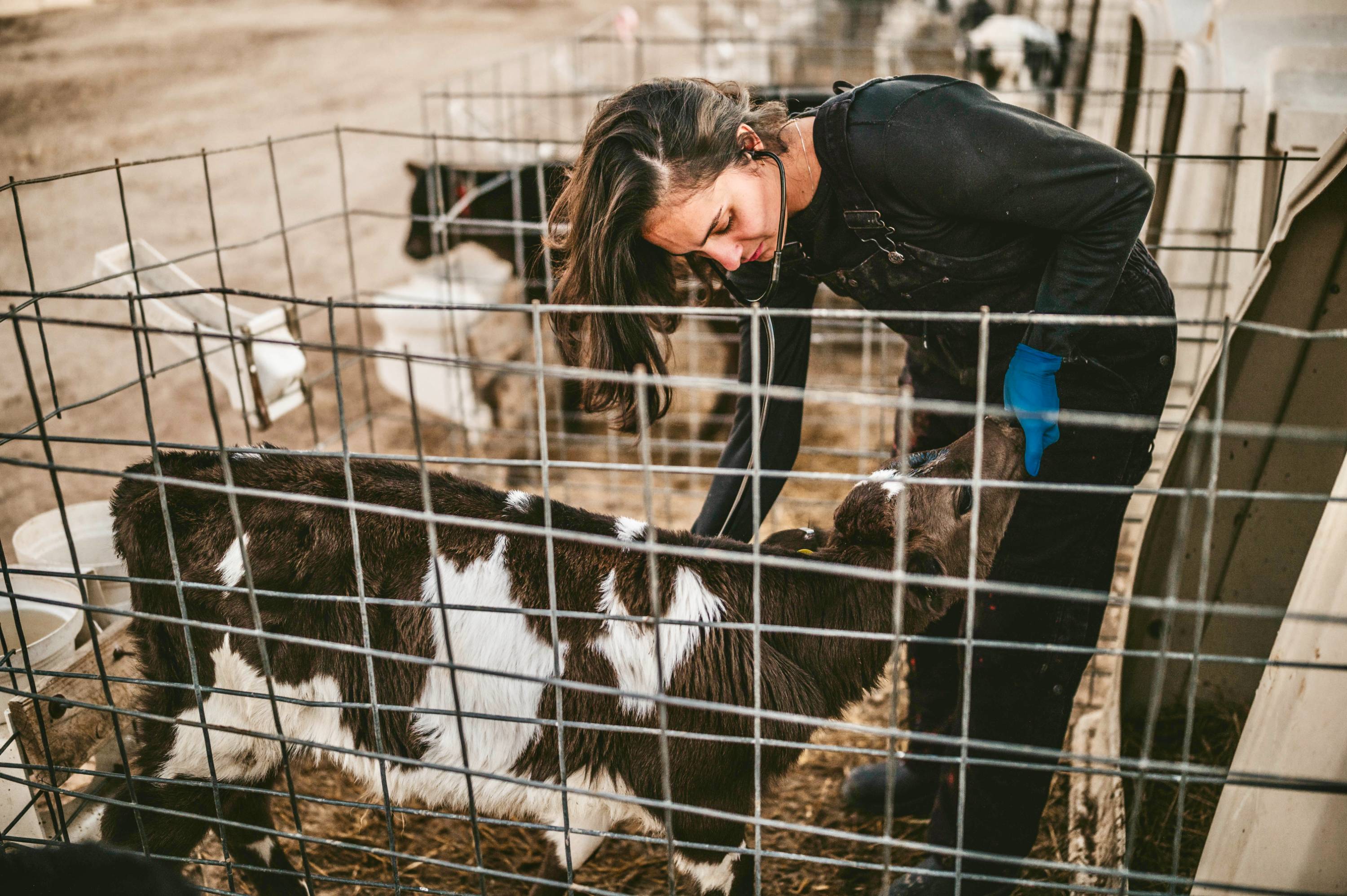 Department of Veterinary Sciences | Davis College | TTU