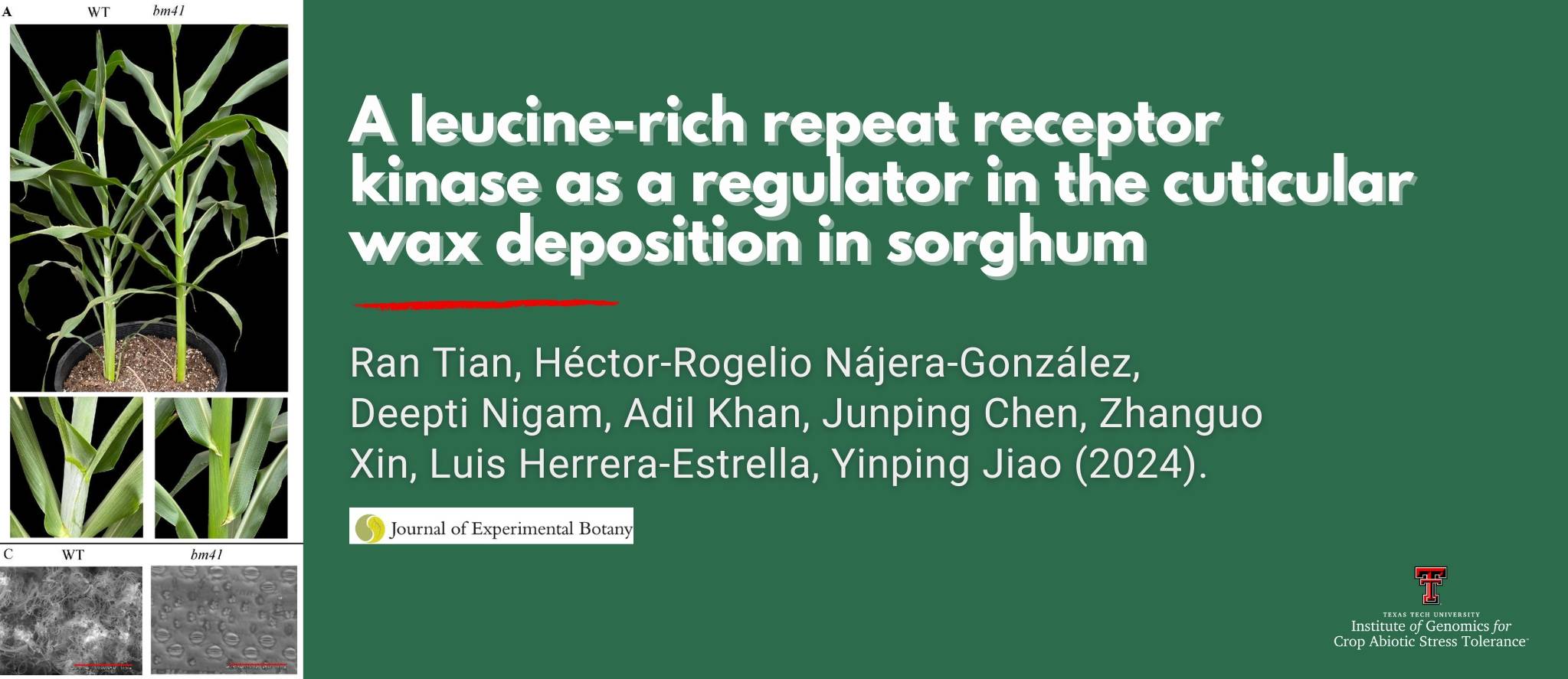 Institute of Genomics for Crop Abiotic Stress Tolerance | IGCAST | TTU