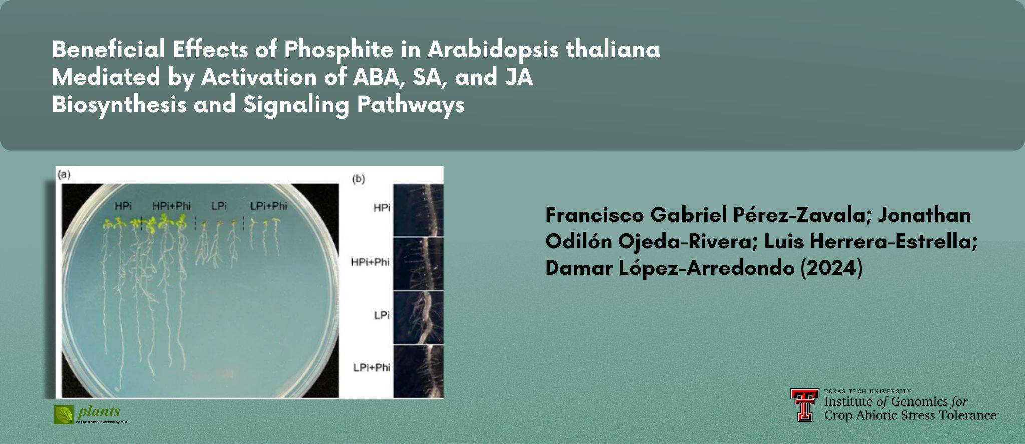 Institute of Genomics for Crop Abiotic Stress Tolerance | IGCAST | TTU