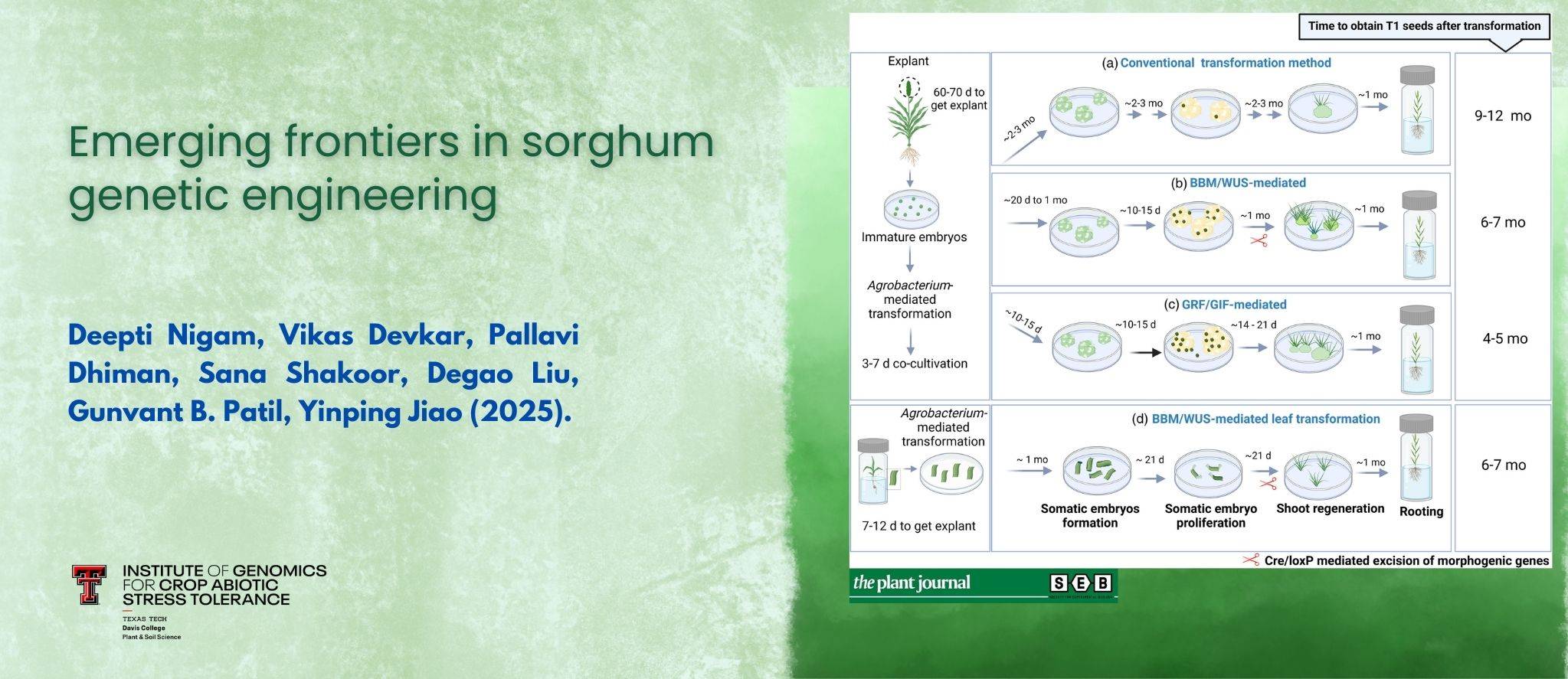 Institute of Genomics for Crop Abiotic Stress Tolerance | IGCAST | TTU