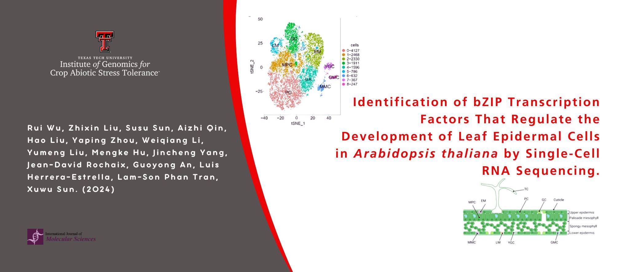 Institute of Genomics for Crop Abiotic Stress Tolerance | IGCAST | TTU