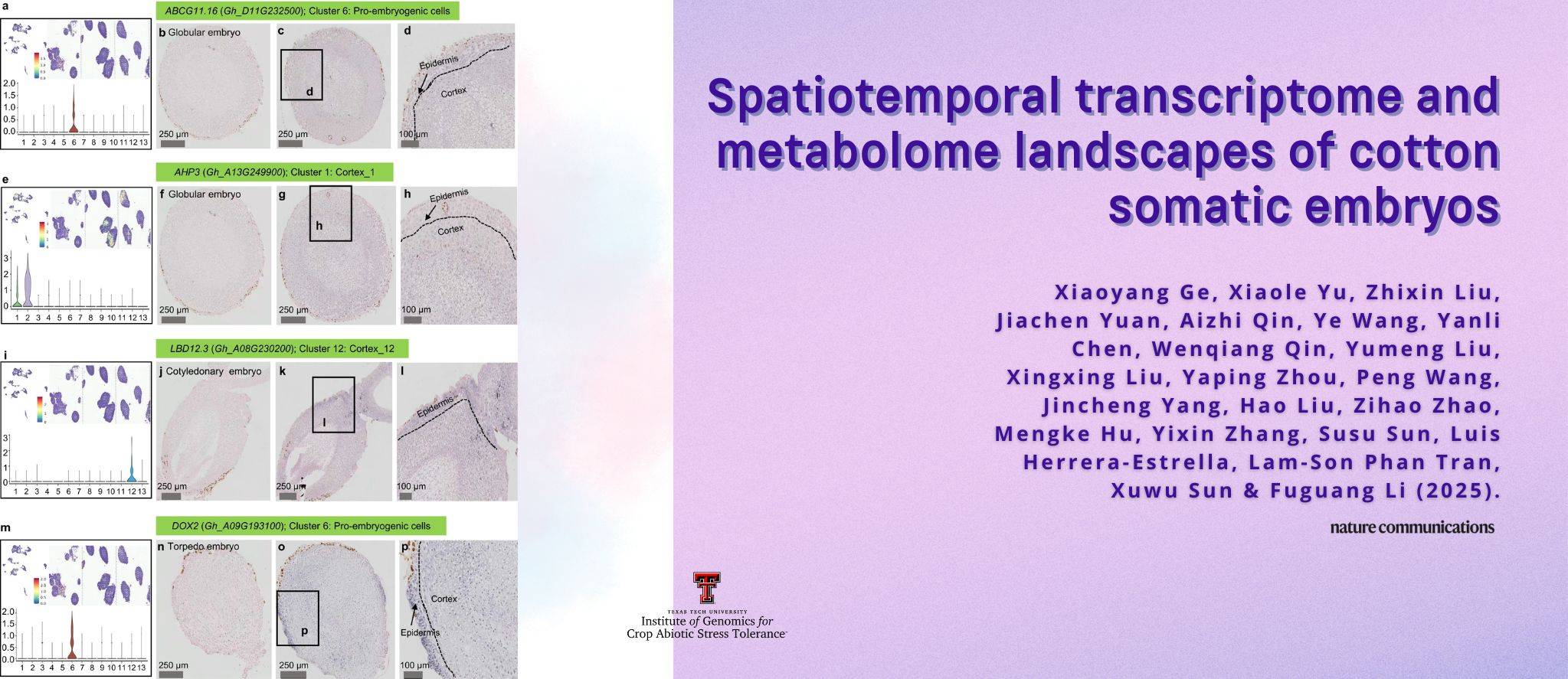 Institute Of Genomics For Crop Abiotic Stress Tolerance Igcast Ttu