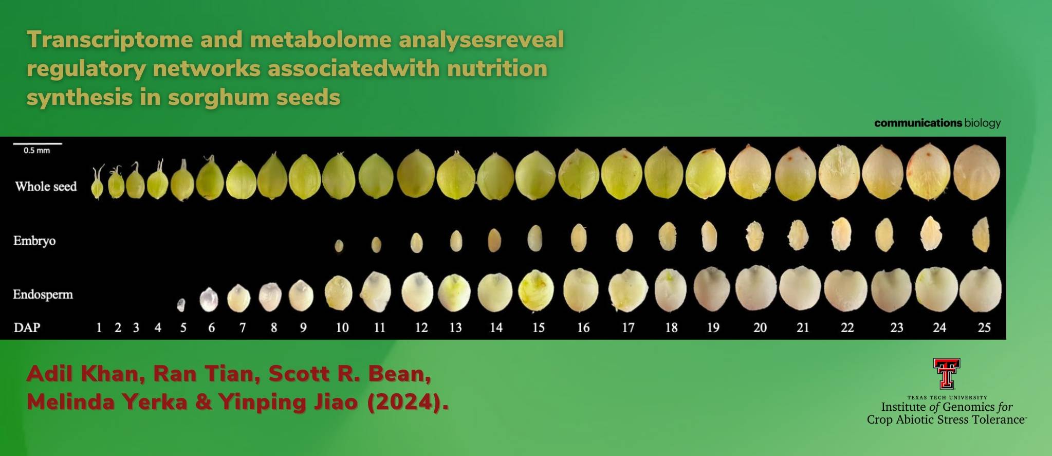 Institute of Genomics for Crop Abiotic Stress Tolerance | IGCAST | TTU