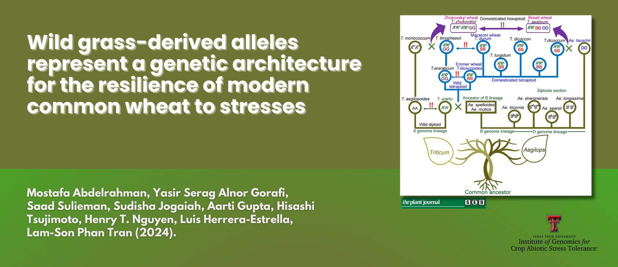 Institute of Genomics for Crop Abiotic Stress Tolerance | IGCAST | TTU