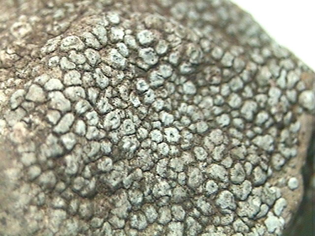 Lichens | Field Guide | Llano River Field Station | Center at Junction ...