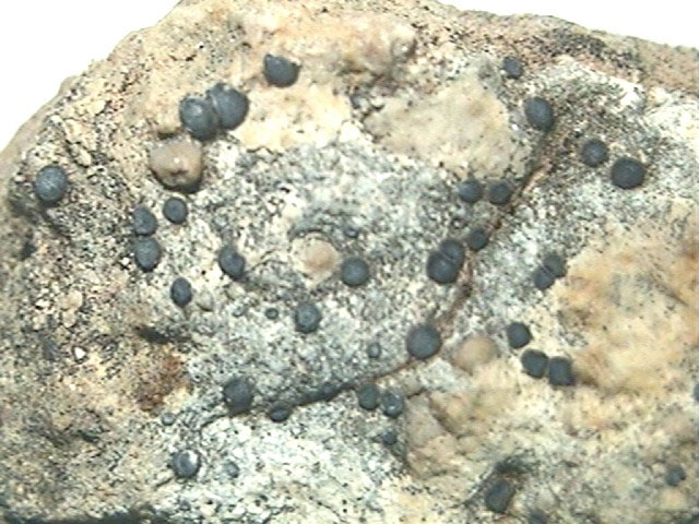 Lichens | Field Guide | Llano River Field Station | Center at Junction ...