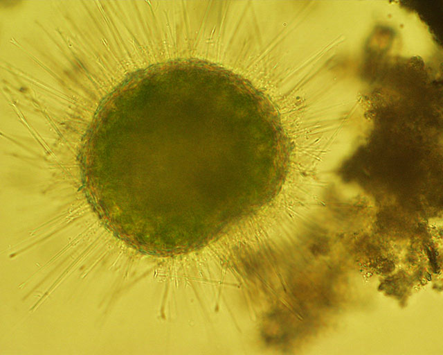 Protozoa | Field Guide | Llano River Field Station | Center at Junction ...