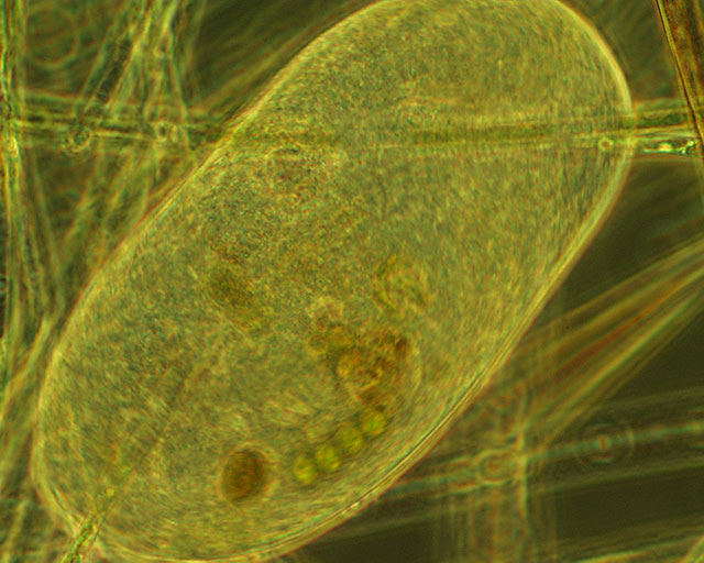 Protozoa | Field Guide | Llano River Field Station | Center at Junction ...