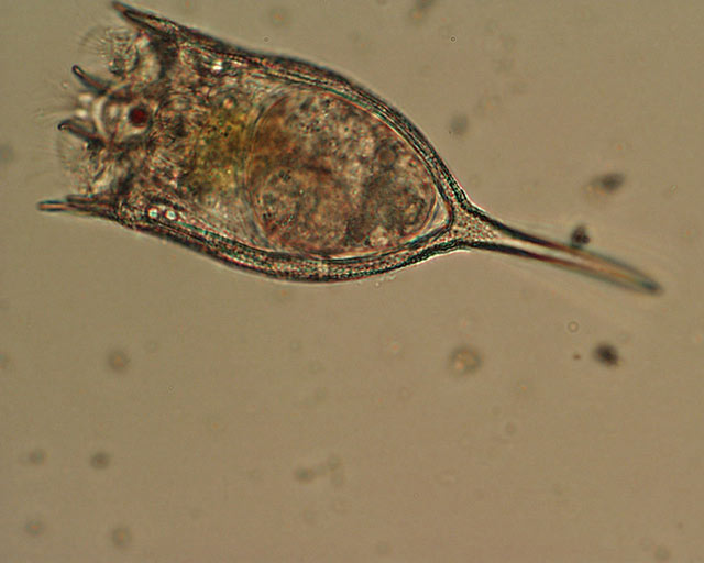 Rotifers | Field Guide | Llano River Field Station | Center at Junction ...