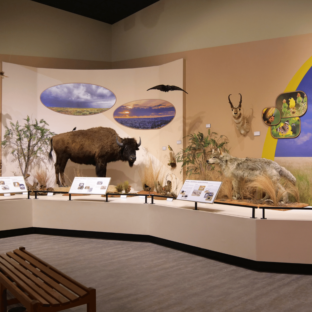 Biodiversity of the Llano Estacado | Exhibitions | Museum | TTU