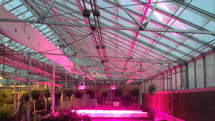 Research in PSS | Plant and Soil Science | TTU