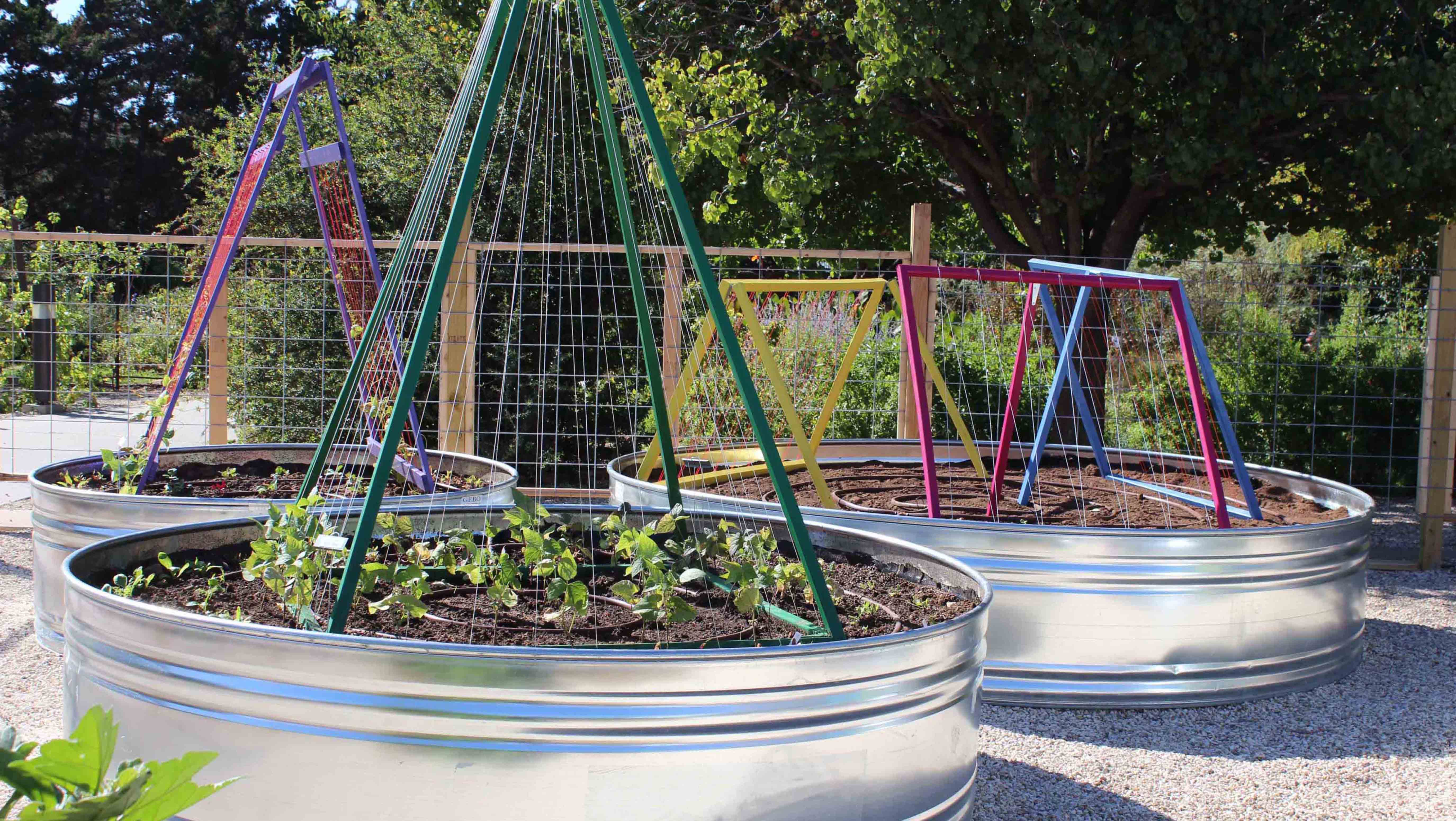 Department of Plant and Soil Science | Plant and Soil Science | TTU