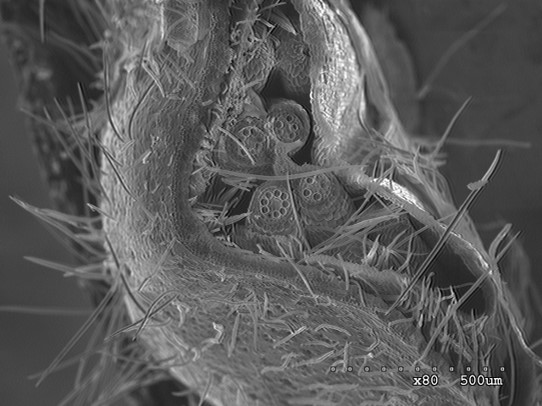 Research in PSS | Plant and Soil Science | TTU